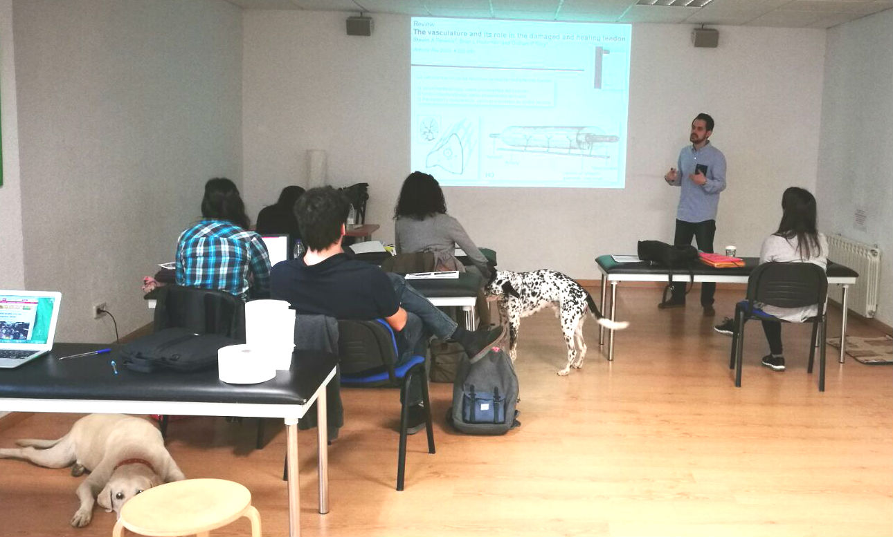Tratamiento en perros con EPTE® electrolisis percutánea terapéutica